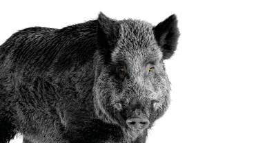 LIEMKE KEILER-2 – Lakeland Shooting Centre